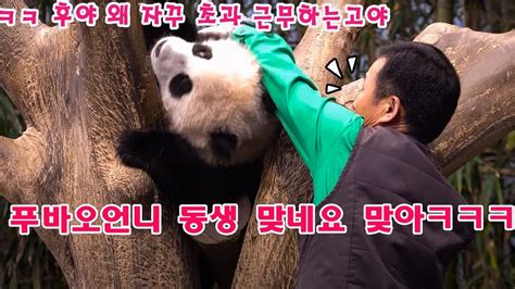 20240413 강바오님 할부지와 후이바오귀여운 퇴근 거부😥푸가 너무많이 생각나는 후이💦루이바오 후이바오 Youtube