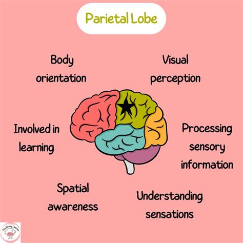 Parietal Lobe Structure And Function In 2025 Medical School Motivation Medical School Stuff