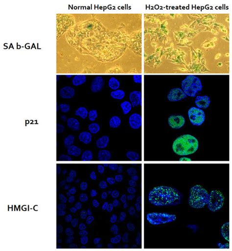 Cells An Open Access Journal From Mdpi