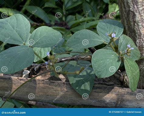 Wild Peanut Stock Image Image Of Blooming Flora Bright 275208727