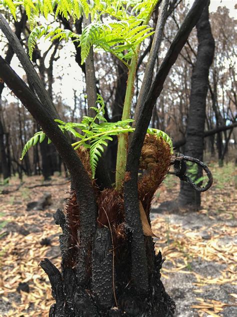 Fire Recovery Atlas Of Life