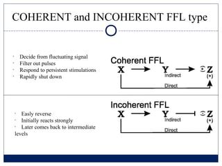 Feed Forward Loop Database PPT