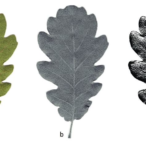 a rgb colour image b 8 bit greyscale image and c binary selection of an
