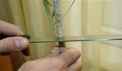 Как обрезать драцену и сформировать стебель основные правила