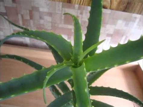 Лечебные комнатные цветы - YouTube