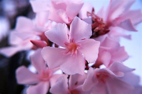 꽃 서양 협죽도 핑크 Pixabay의 무료 사진 Pixabay