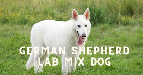 Great Dane Lab Mix Should You Get This Gentle Giant Labradane