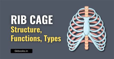 Human Arm Skeleton Key Bones And Functions Gkbooks