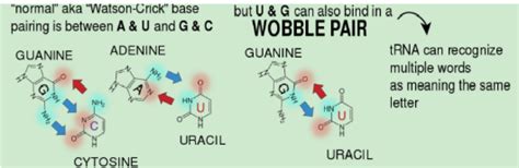 Explain “wobble Hypothesis” With The Help Of A Suitable Diagram