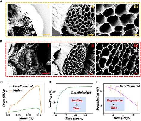 The Sem Images And Physicochemical Functions Of Natural Celery Tissue