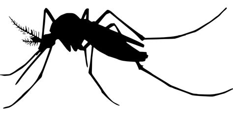 Svg Mosquito Desenho Animado Imagem E ícone Grátis Do Svg Svg Silh