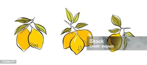녹색 잎이 있는 가지에 레몬 세트 잉크와 얼룩이있는 손 그리기 흰색 배경에 고립 된 레몬의 간단한 낙서 디자인에 대한 과일 여름