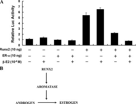 er plus estrogen inhibit runx2 transactivation function a