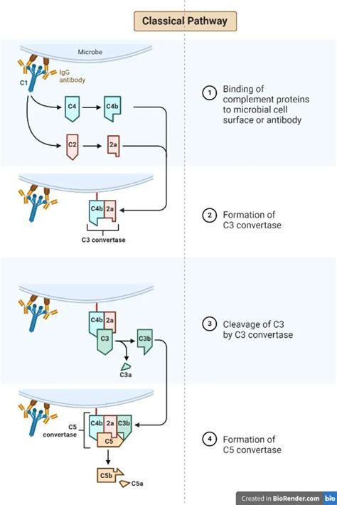 Classical Pathway Of Complement Activation Biology Notes Online