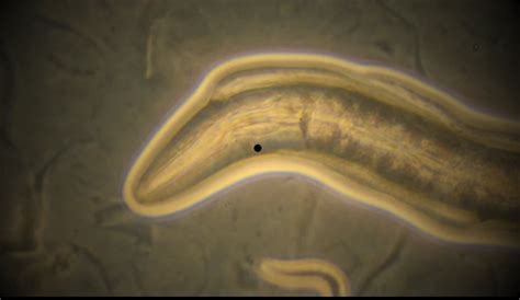 ancient worms frozen for more than 40000 years in siberian permafrost