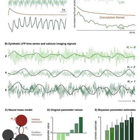 dynamic causal modelling results of simulated calcium imaging time