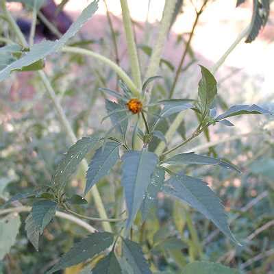 Wildflower Identification Guide Yellow