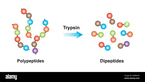 Scientific Designing Of Trypsin Enzyme Effect On Polypeptide Molecule