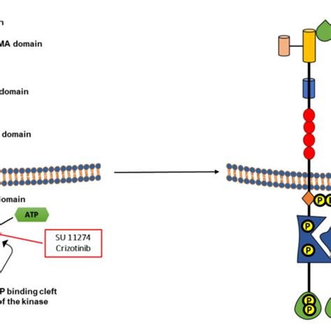 Egfr Structure And Activation A Ecd Of Egfr Consists Of Four Download Scientific Diagram