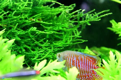 Dwarf Gourami Care And Tank Set Up Guide For Beginners