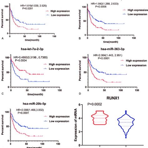 The Expression Level Of Runx1 Mutation And Wild Type And Prognostic