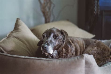 German Shorthaired Pointer On A Couch Stock Image Image Of Vertical