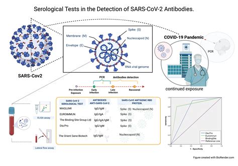 Serology Report Risk Factors And Vectors For Sars Cov 2 Household