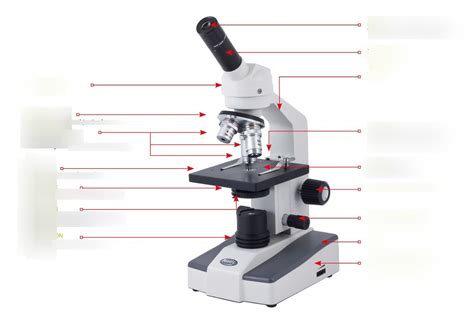 Microscope Labeling Diagram Quizlet