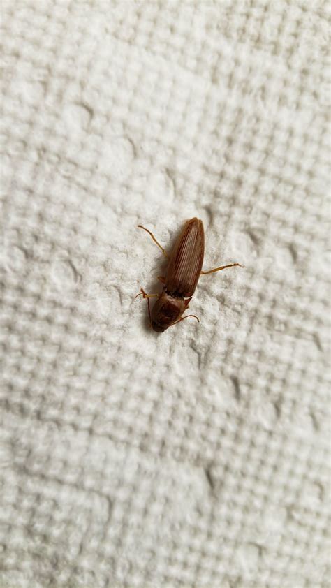 Beetle Vs Cockroach Different Types Of Cockroaches And Facts About Them