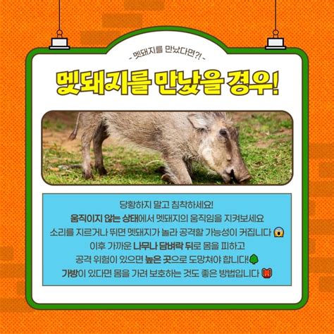 부산 안창마을 야생 멧돼지 3마리 출몰 통행 안전 유의 파이낸셜뉴스