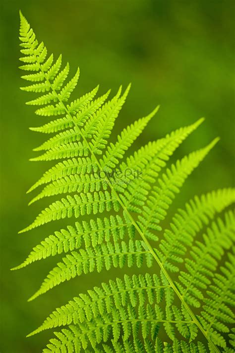 고사리 잎 사진 무료 다운로드 Lovepik