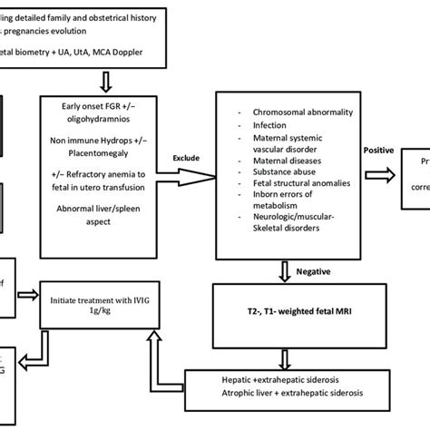 Differential Diagnosis Of Neonatal Hemochromatosis In Neonatal Liver