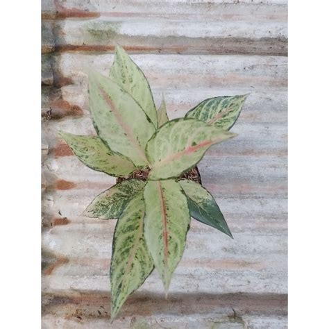 Jual Bunga Aglonema Frozen Shopee Indonesia