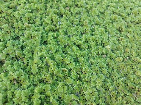 แหนแดง ศูนย์วิจัยและพัฒนาการเกษตรร้อยเอ็ด