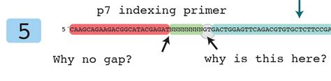 Illumina Sequencing For Dummies An Overview On How Our 56 Off