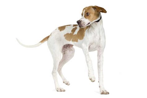 English Pointer Charakter Ernährung Pflege