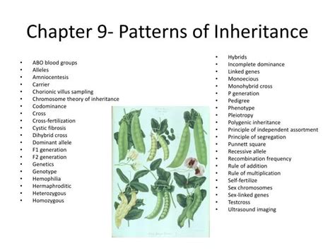 ppt chapter 9 patterns of inheritance powerpoint presentation free