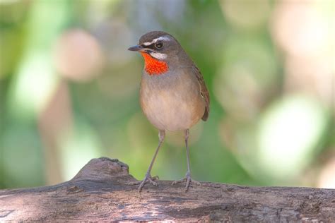 Deep Ruby Nature Free Photo On Pixabay