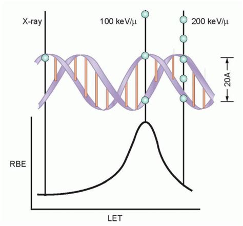 20 Questions With Answers In DOUBLE STRANDED DNA BREAKS Science Topic