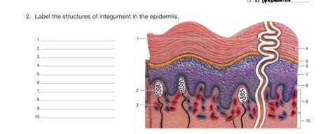 Solved Label The Structures Of Integumer Label The Chegg Com