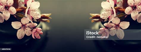 아름 다운 핑크 스파 꽃 물 젖은 배경에 스파 뜨거운 돌에 사이드 구성입니다 공간에 복사 합니다 스파 개념입니다 어두운 배경입니다 스파 온천에 대한 스톡 사진 및 기타