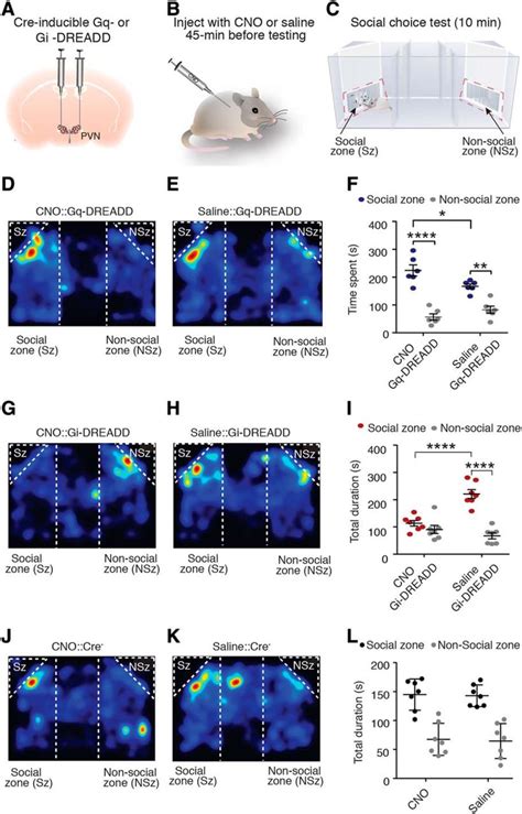 Social Stimuli Induce Activation Of Oxytocin Neurons Within The Paraventricular Nucleus Of The