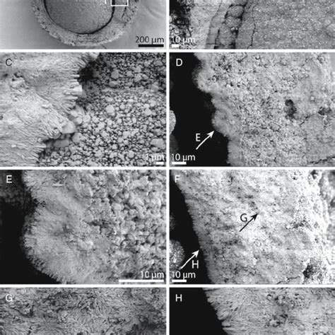 Pdf Microfossil Phosphatization And Its Astrobiological Implications Pdf Microfossil Phosphatization And Its Astrobiological Implications