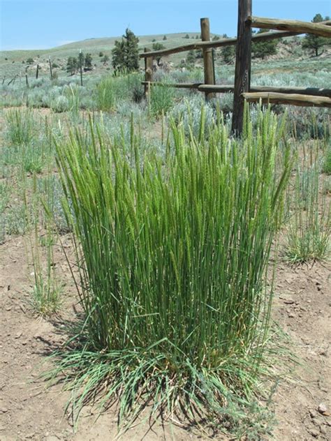 Wheatgrass