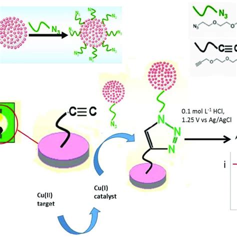 Schematic Illustration Of The Anodic Stripping Voltammetric Detection