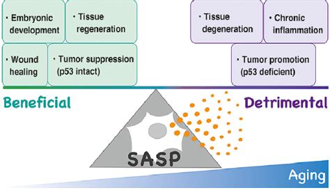Dual Roles Of Senescence Associated Secretory Phenotype Sasp In Download Scientific Diagram