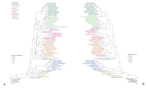 trees inferred from the bayesian analysis a and from the maximum
