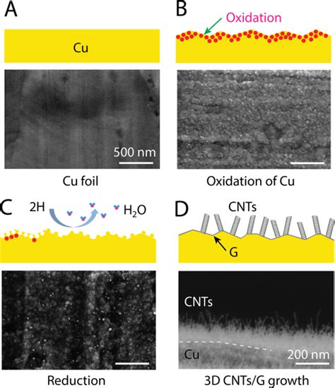 Simultaneous Growth Of Three Dimensional Carbon Nanotubes And Ultrathin