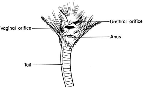 The Anatomy Of The Laboratory Mouse