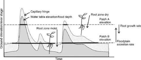 Schematic Of The Interaction Of Model Parameters Determining Seedling